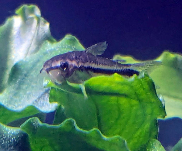 dwarf corydoras temperature