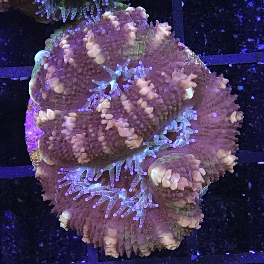 Micromussa Lord - Assorted B Grade | JLAquatics Canada – J&L Aquatics Ltd.