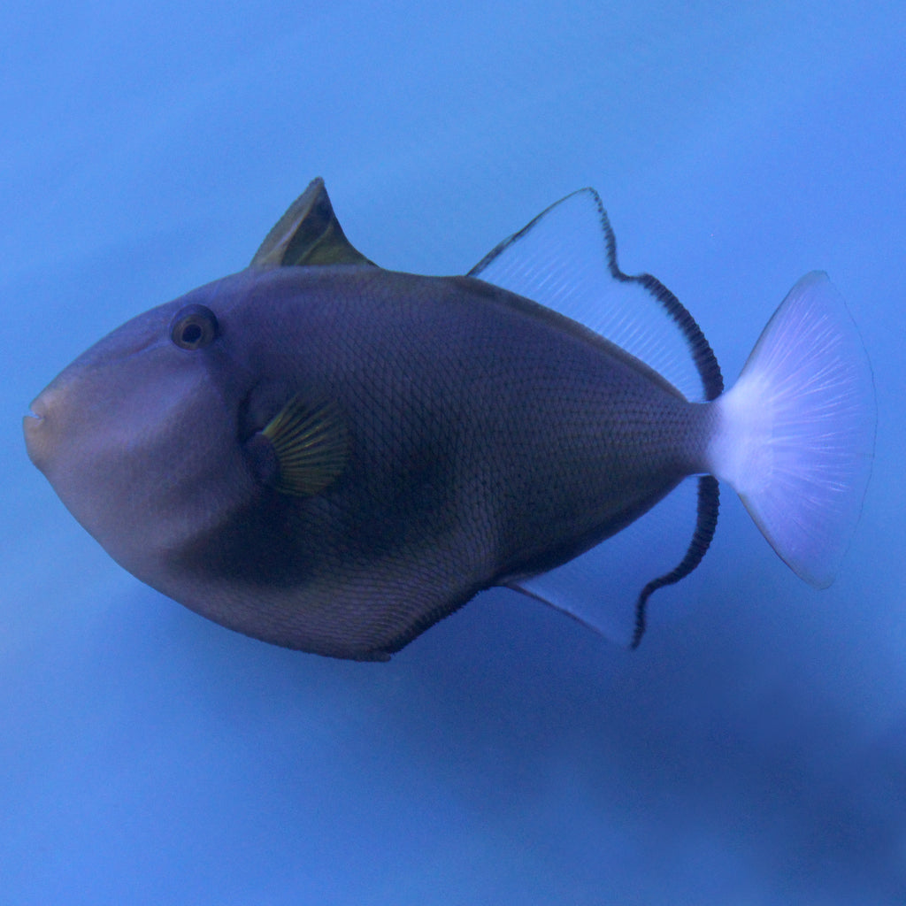 Pink Tail Trigger | JLAquatics Canada – J&L Aquatics Ltd.