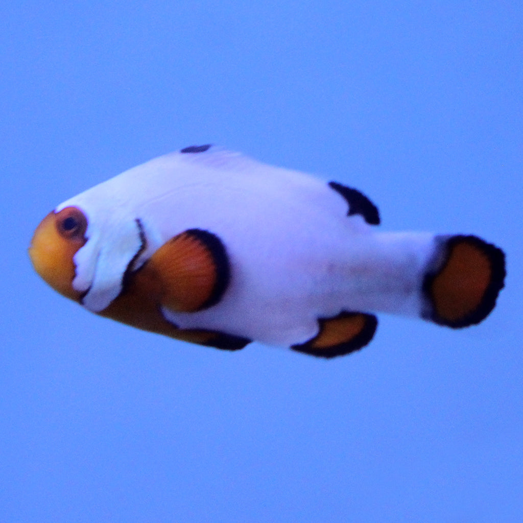 Flurry Clownfish | JLAquatics Canada – J&L Aquatics Ltd.