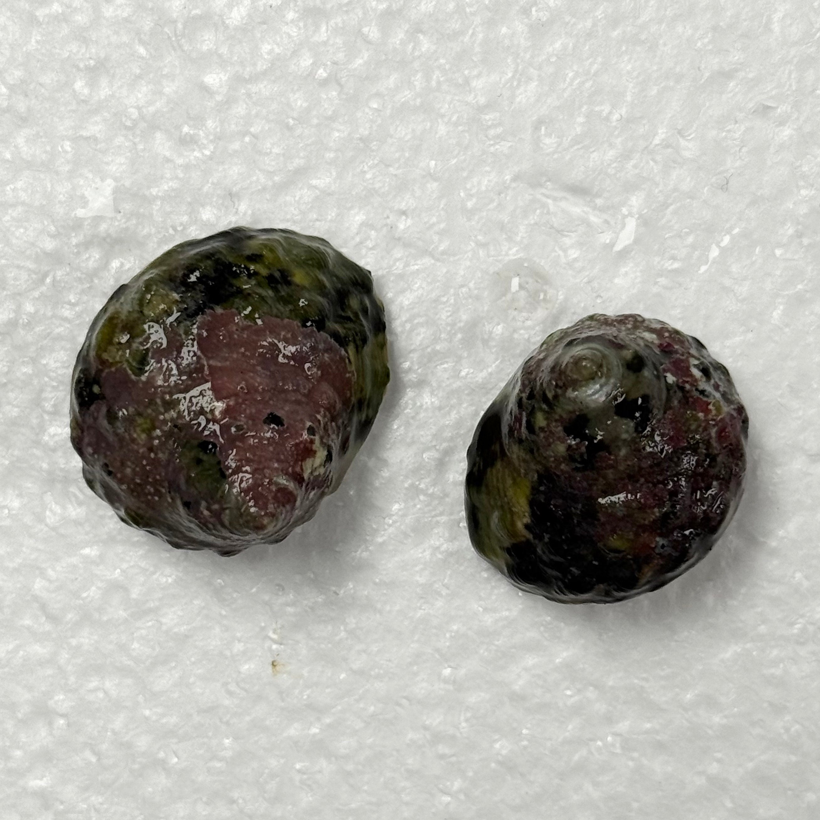 Zebra Turbo Snails – J&L Aquatics Ltd.